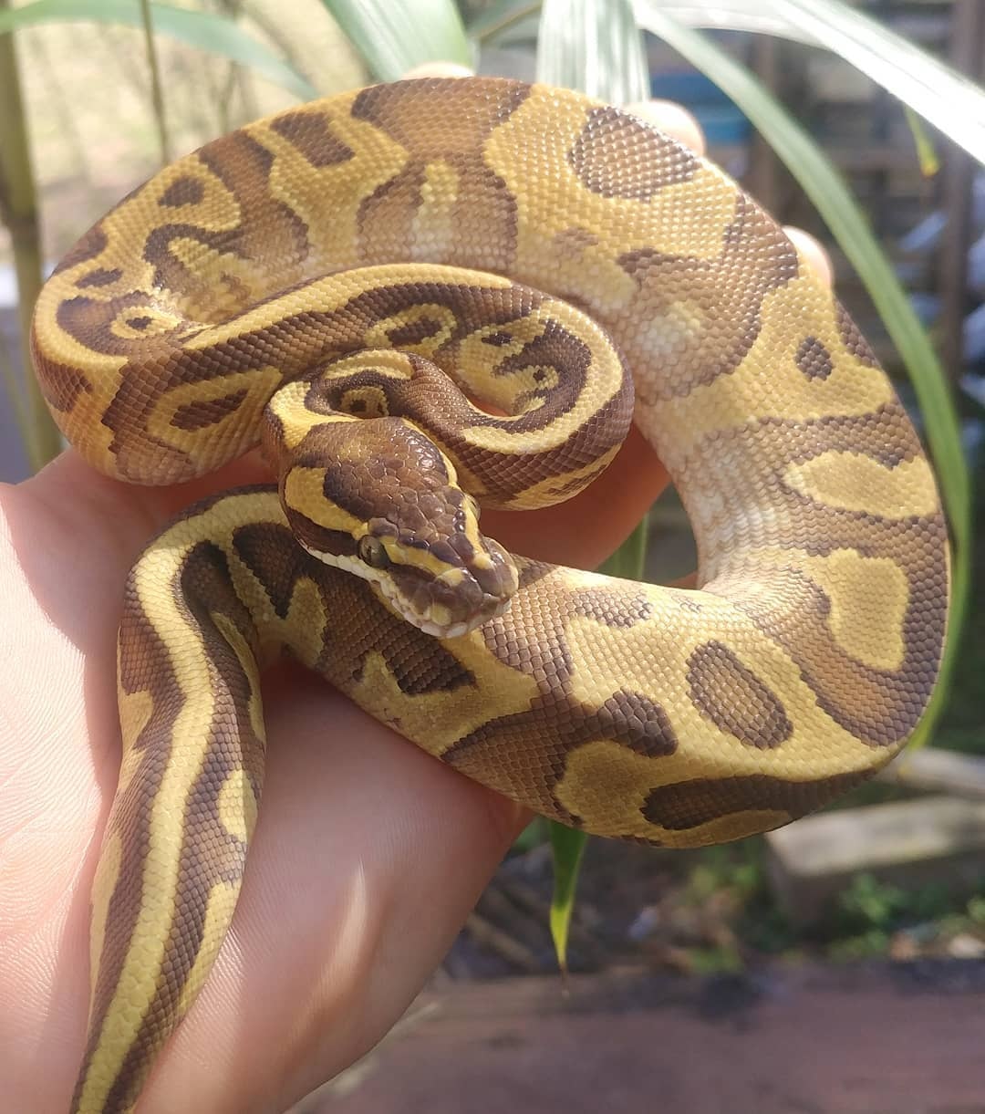 Lesser Leopard Vanilla 66% Het Clown Ball Python by Olympian Exotics ...