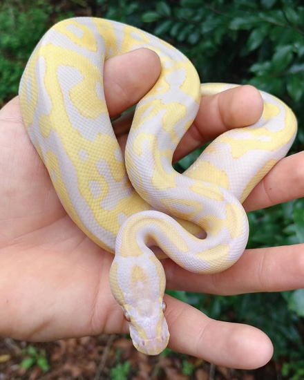 Leopard Candino Ball Python by Olympian Exotics