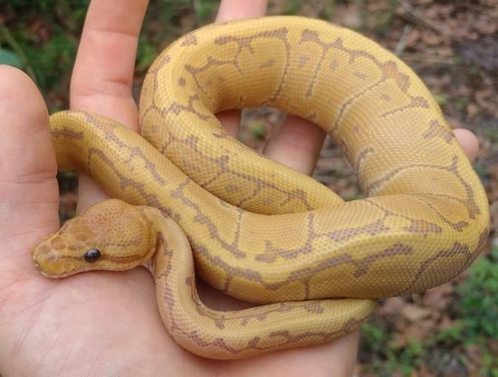 Pinstripe Ultramel Ball Python by Olympian Exotics