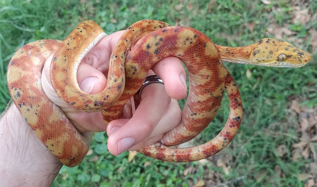 Long Term Captive Red And Yellow Amazon Tree Boa by Olympian Exotics ...