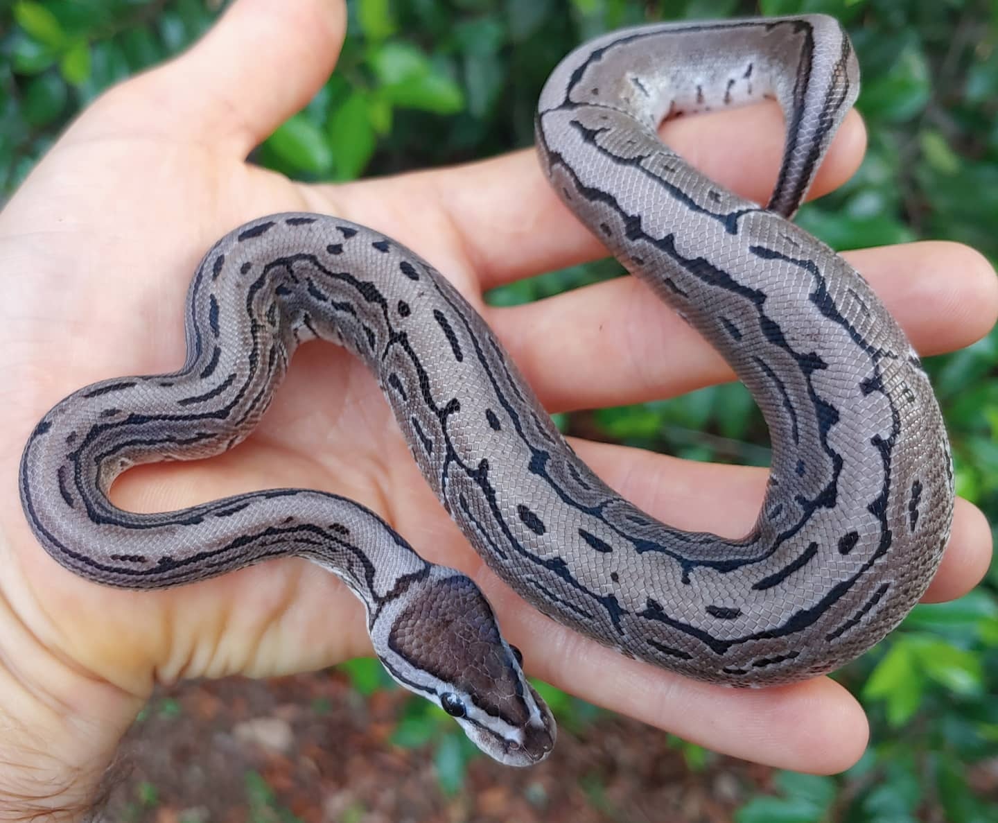 VPI Axanthic Pinstripe Ball Python by Olympian Exotics - MorphMarket