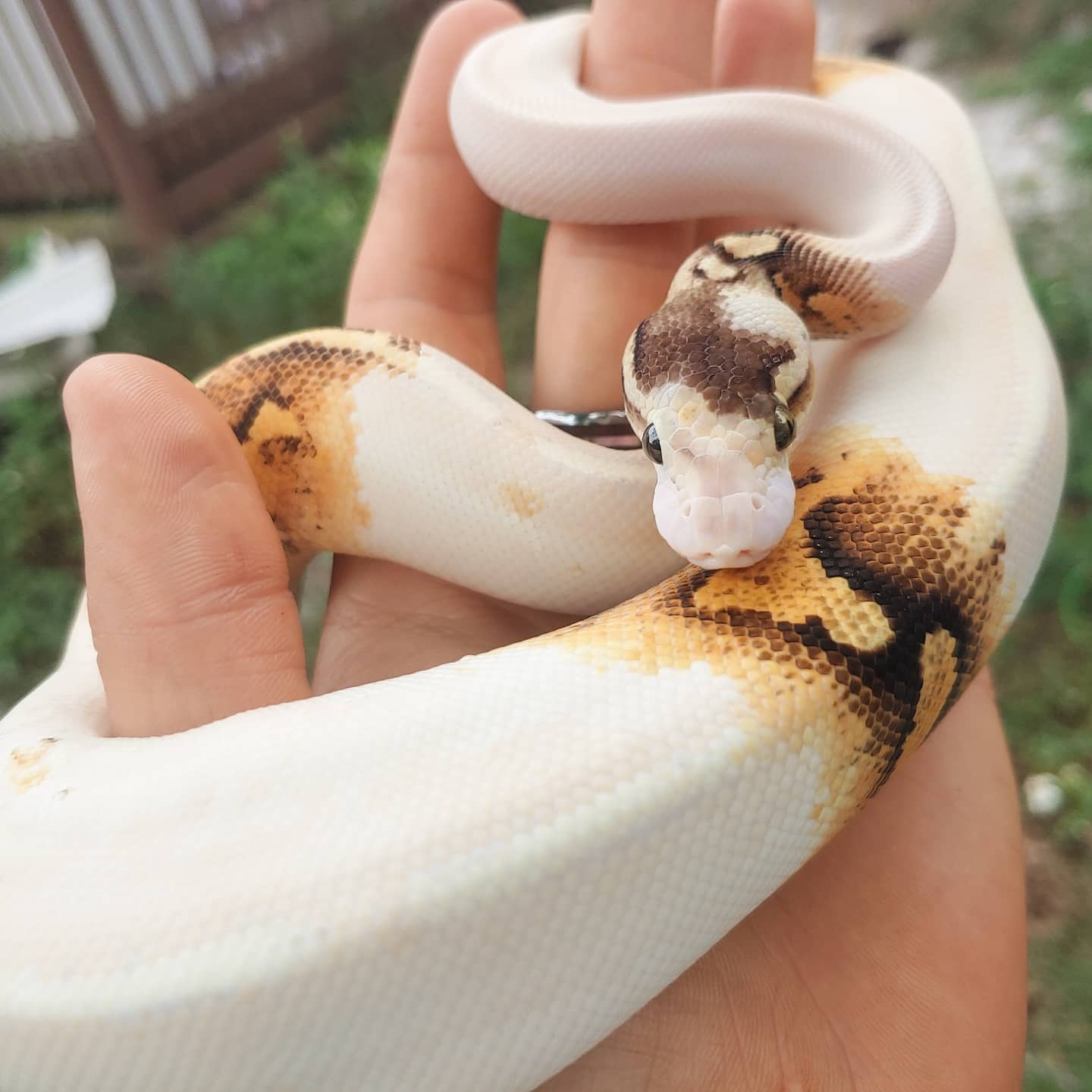 Paradox Pastel Cinnamon Yellowbelly Spark Ball Python by Olympian ...