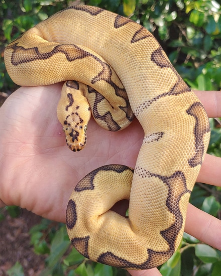 Pastel Enchi Blade Clown Ball Python by Olympian Exotics