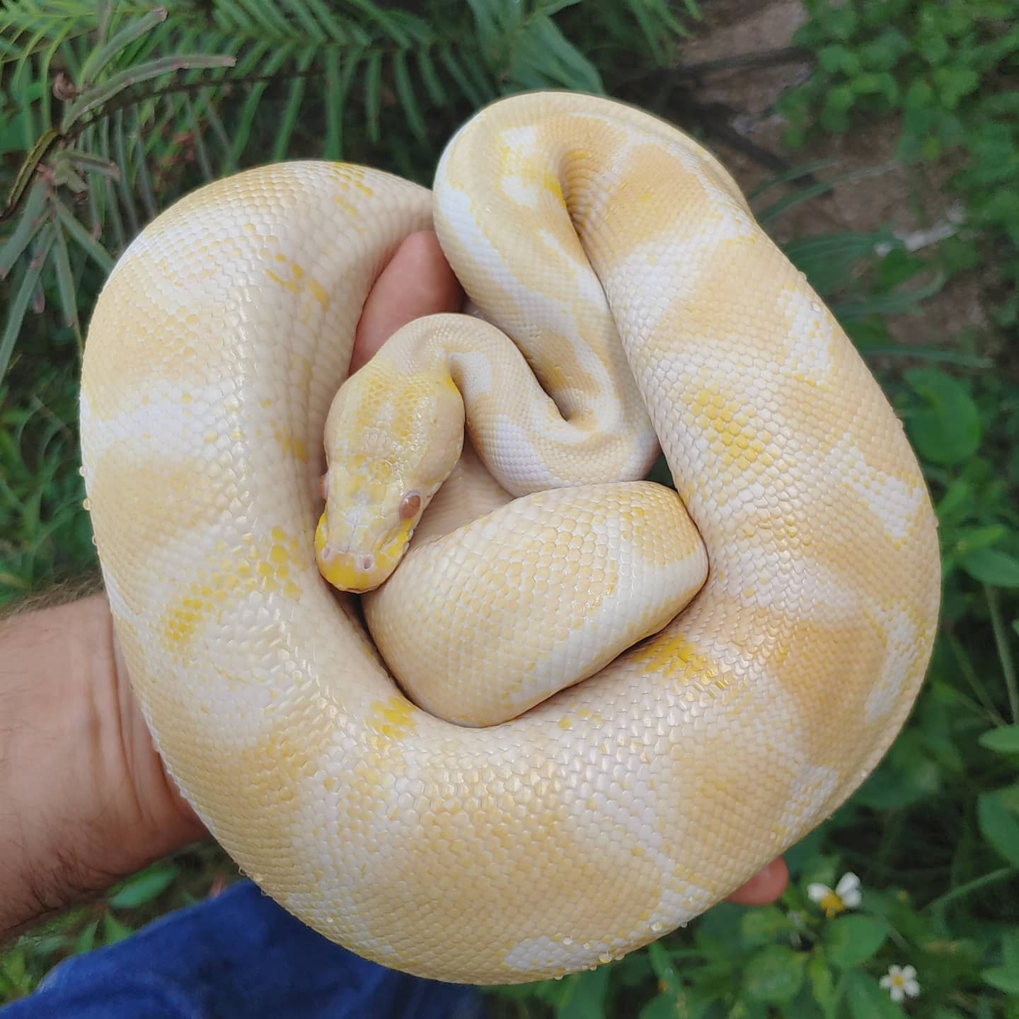 Albino Ball Python by Olympian Exotics - MorphMarket