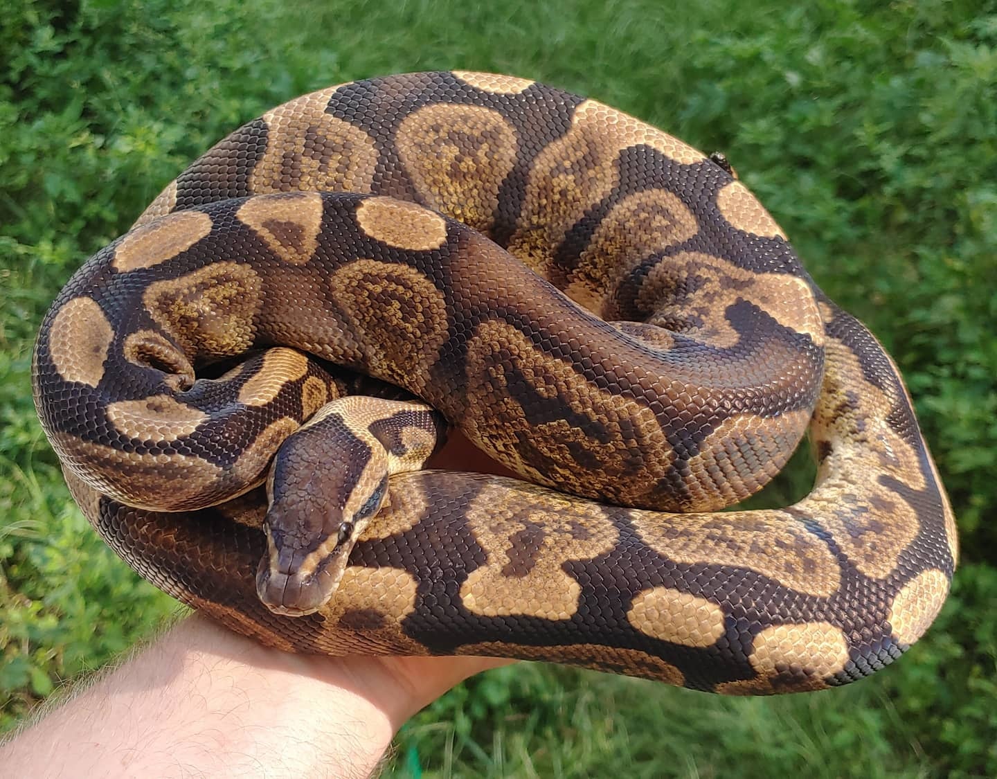 GHI +? Ball Python by Olympian Exotics - MorphMarket