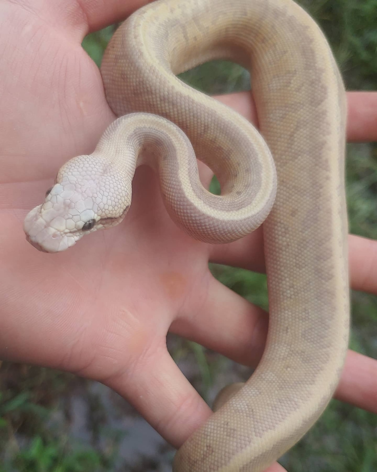 Super Pastel Pinstripe Leopard Orange Dream Possible Super Leopard ...