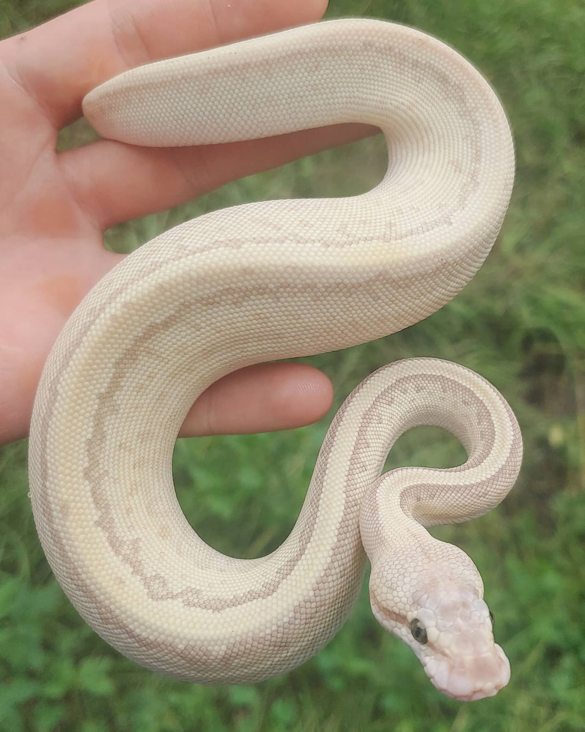 Pastel Lesser Pinstripe Leopard Orange Dream Possible Super Leopard ...