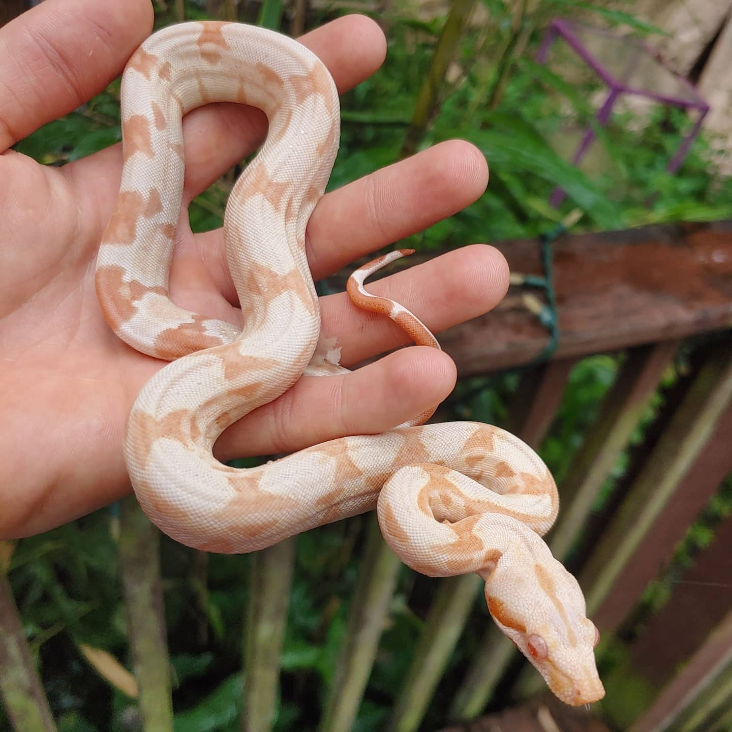 Kahl Sunglow Boa Constrictor by Olympian Exotics - MorphMarket