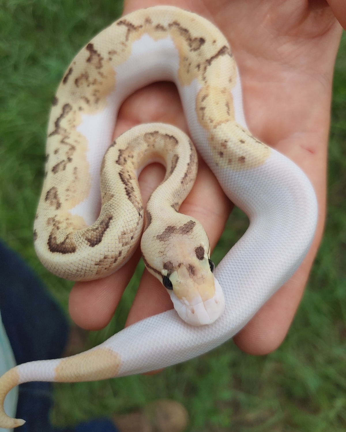 Disco Fire Spider Possible Yellowbelly Ball Python by Olympian Exotics ...