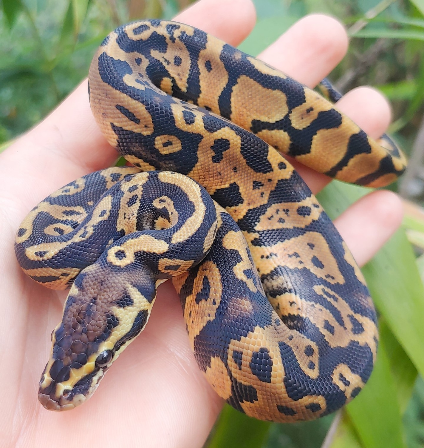 Pastel Acid Ball Python by Olympian Exotics - MorphMarket