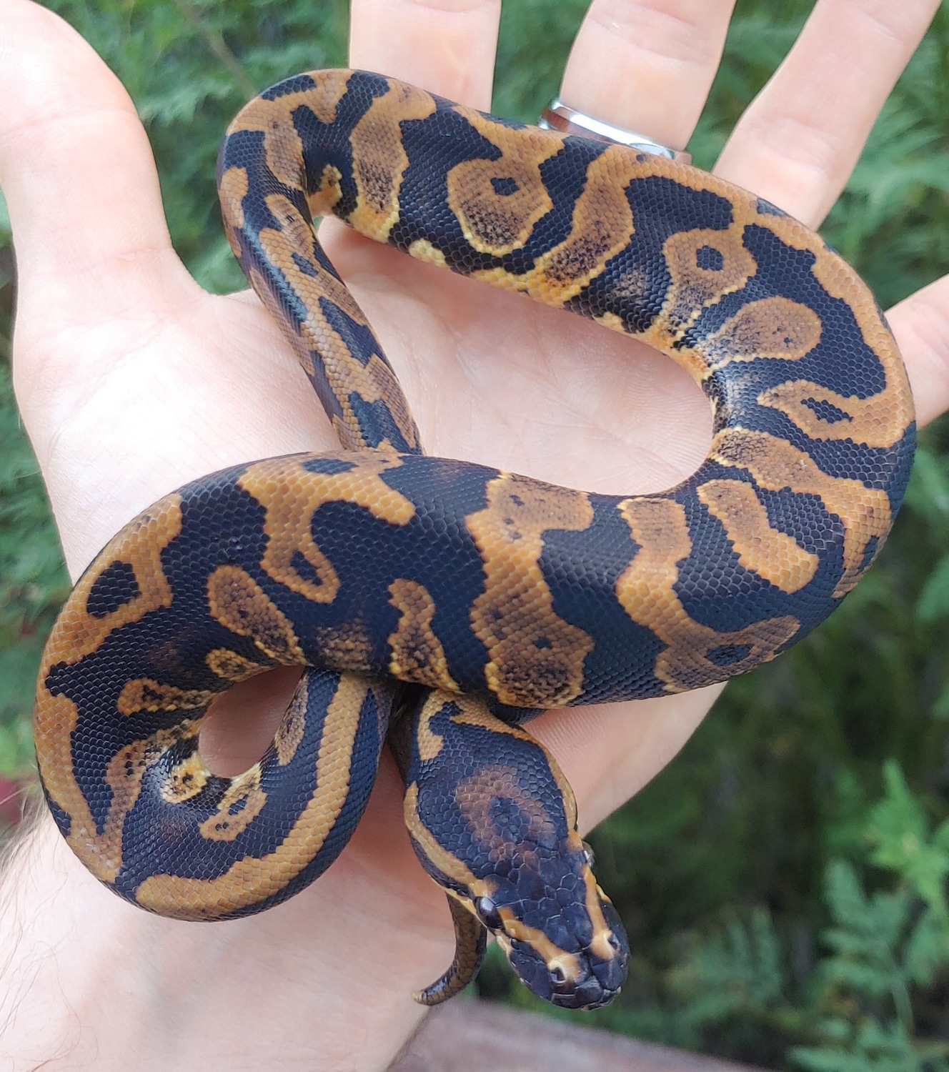 Acid Ball Python by Olympian Exotics - MorphMarket