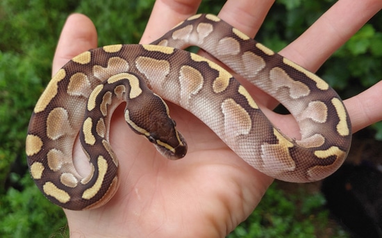 Butter Calico Ball Python by Olympian Exotics