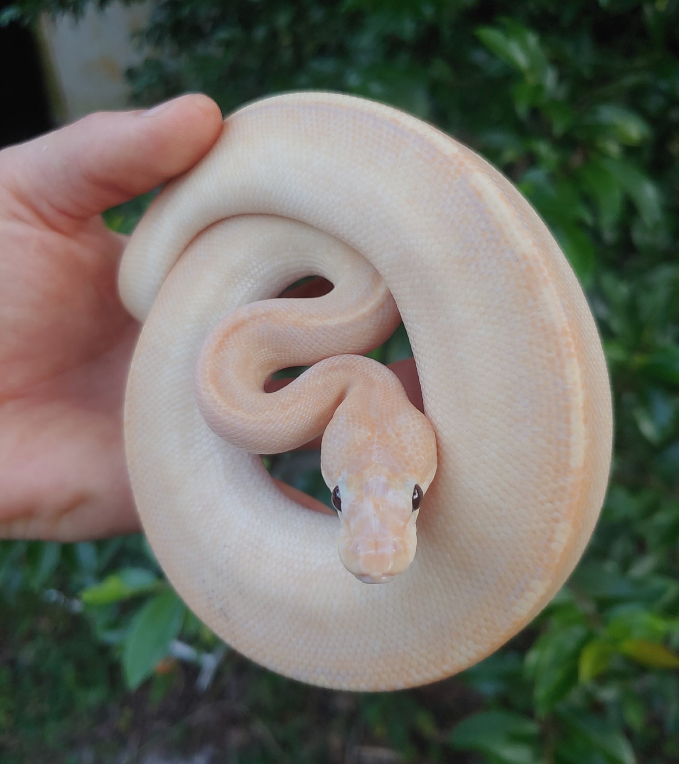 Banana Champagne Ball Python by Olympian Exotics - MorphMarket