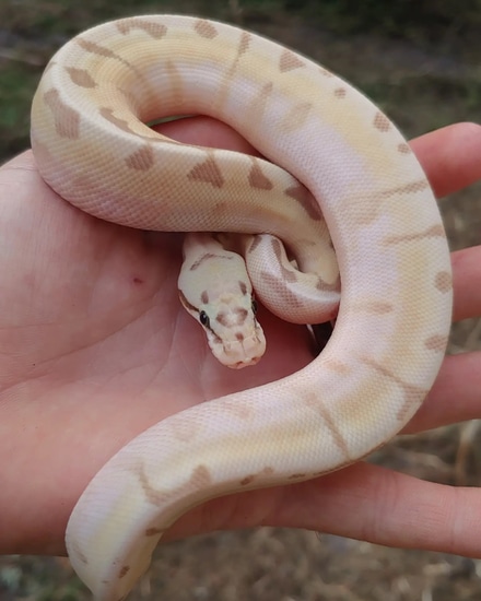 Pastel Enchi Butter Spider Possible Leopard Ball Python by Olympian Exotics