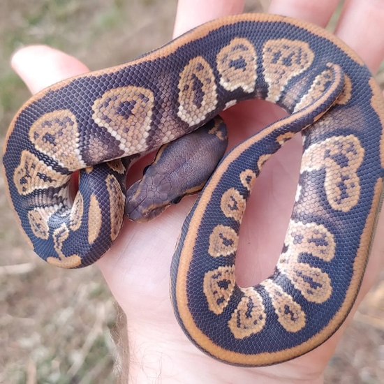 Blackhead Orange Ghost Granite Ball Python by Olympian Exotics