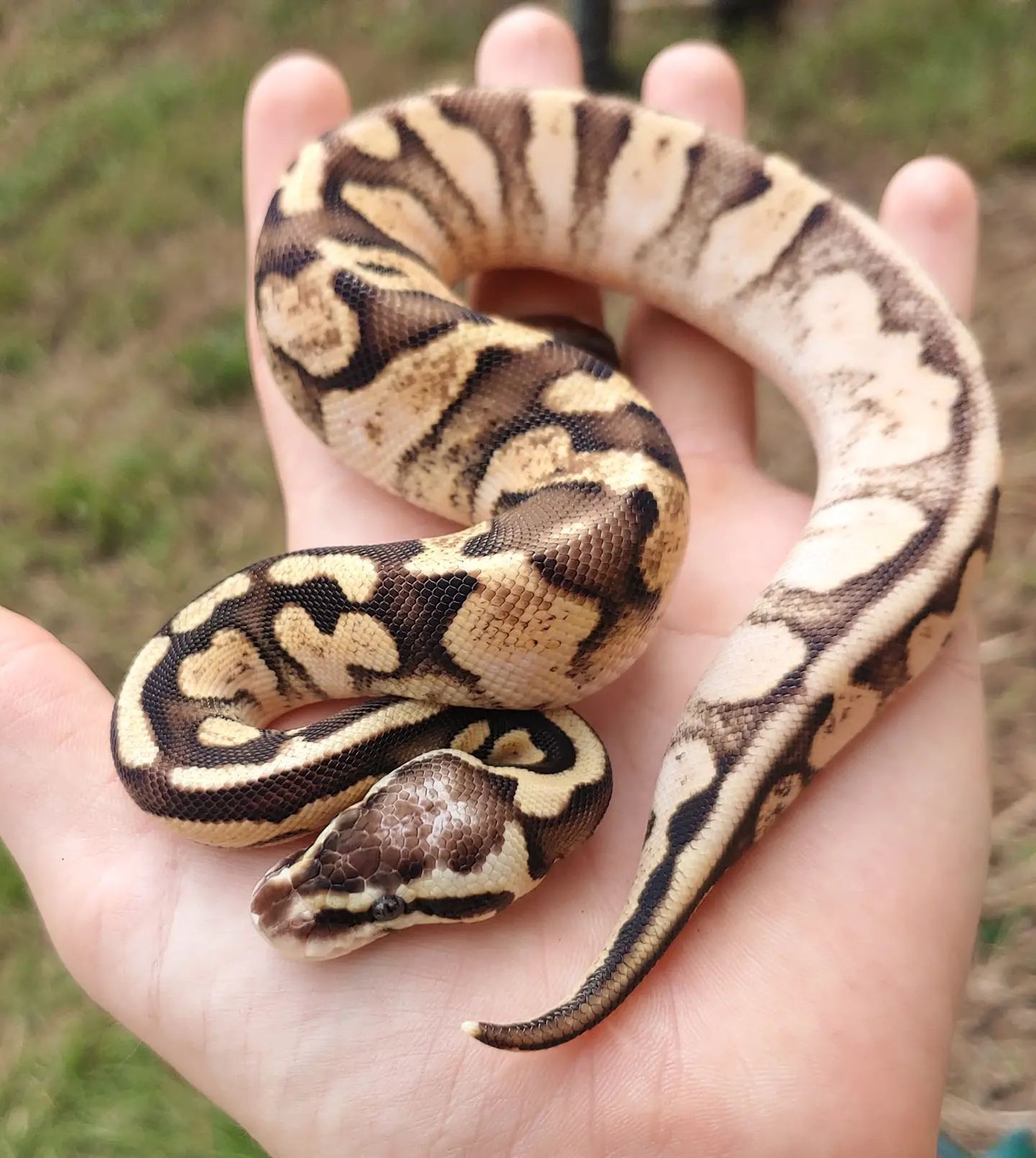 Pastel Calico + ? Ball Python by Olympian Exotics - MorphMarket