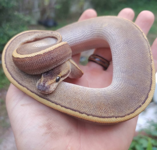 GHI Mystic Pinstripe Ball Python by Olympian Exotics