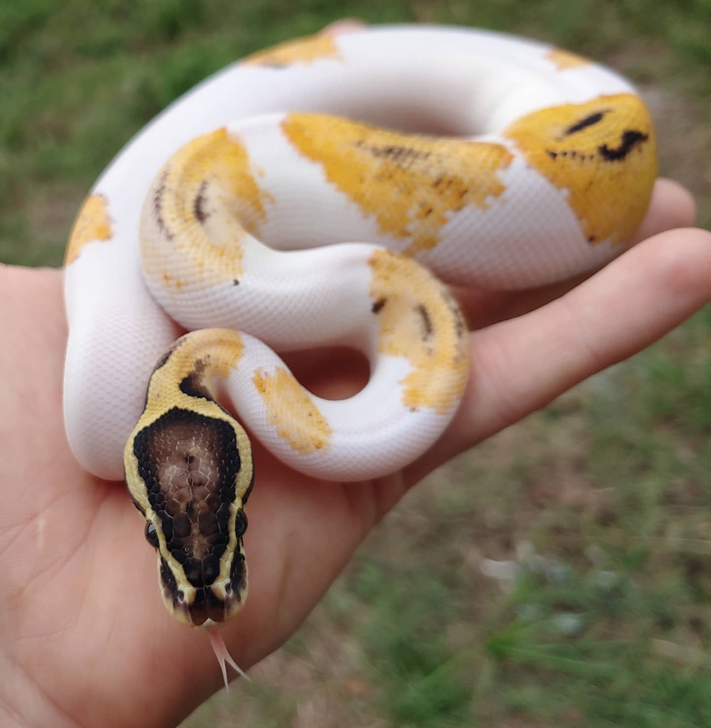 Pastel Orange Dream Yellowbelly Pied 50% Het Clown Ball Python by ...