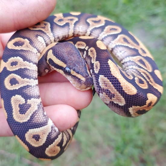 Mystic Yellowbelly Ball Python by Olympian Exotics