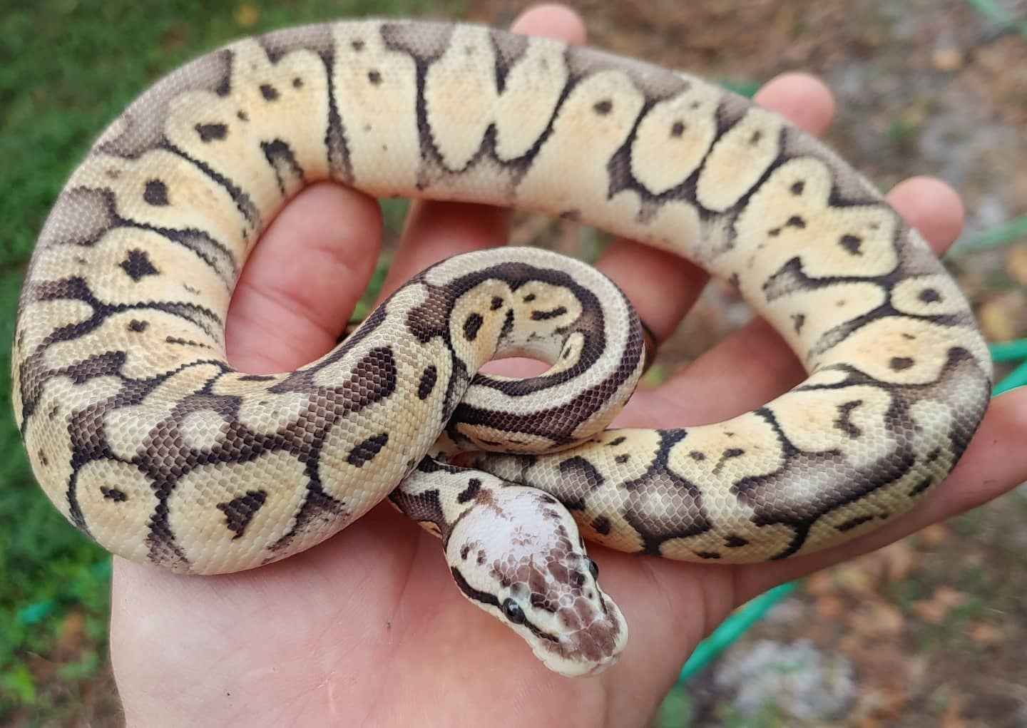 Spotnose Super Pastel Ball Python by Olympian Exotics - MorphMarket
