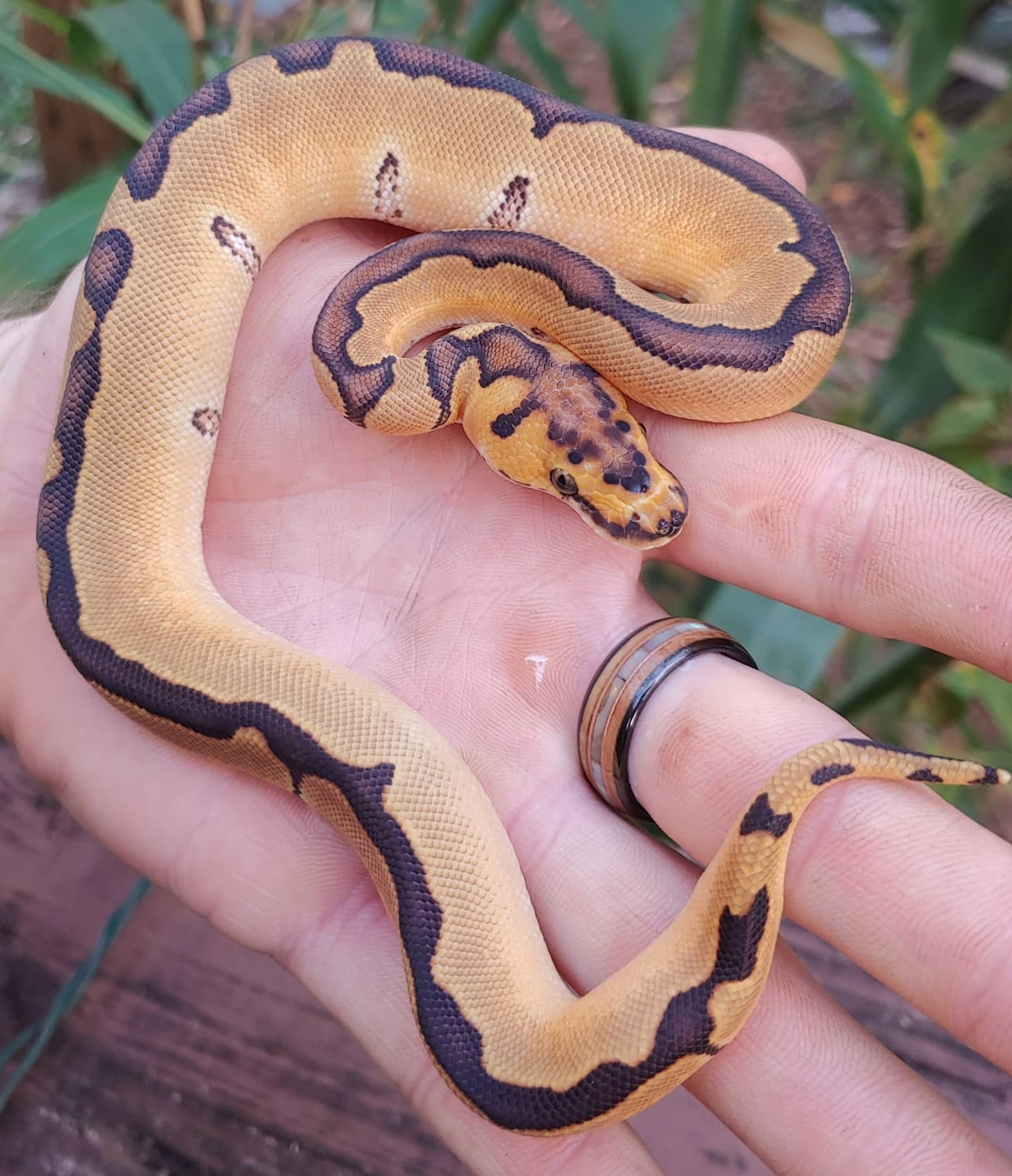 Enchi Blade Clown Ball Python by Olympian Exotics - MorphMarket