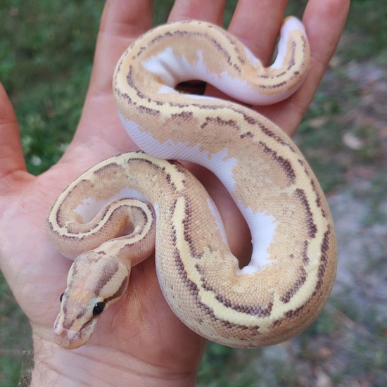 Disco Fire Yellowbelly Ball Python by Olympian Exotics