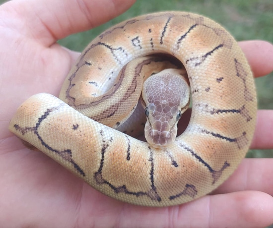 Pastel Pinstripe 66% Het VPI Axanthic Ball Python by Olympian Exotics