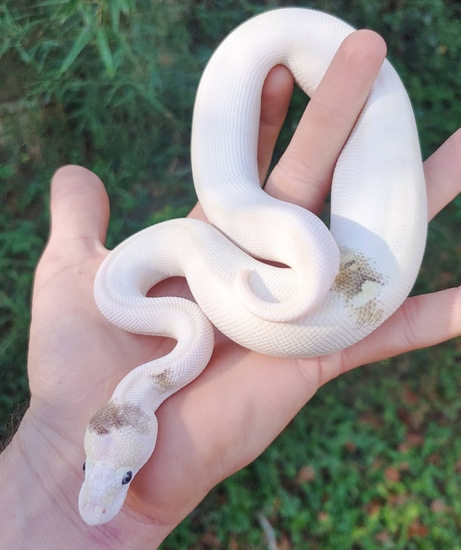 Mystic Lesser Paradox Possible Pastel And Hidden Gene Woma Ball Python by Olympian Exotics