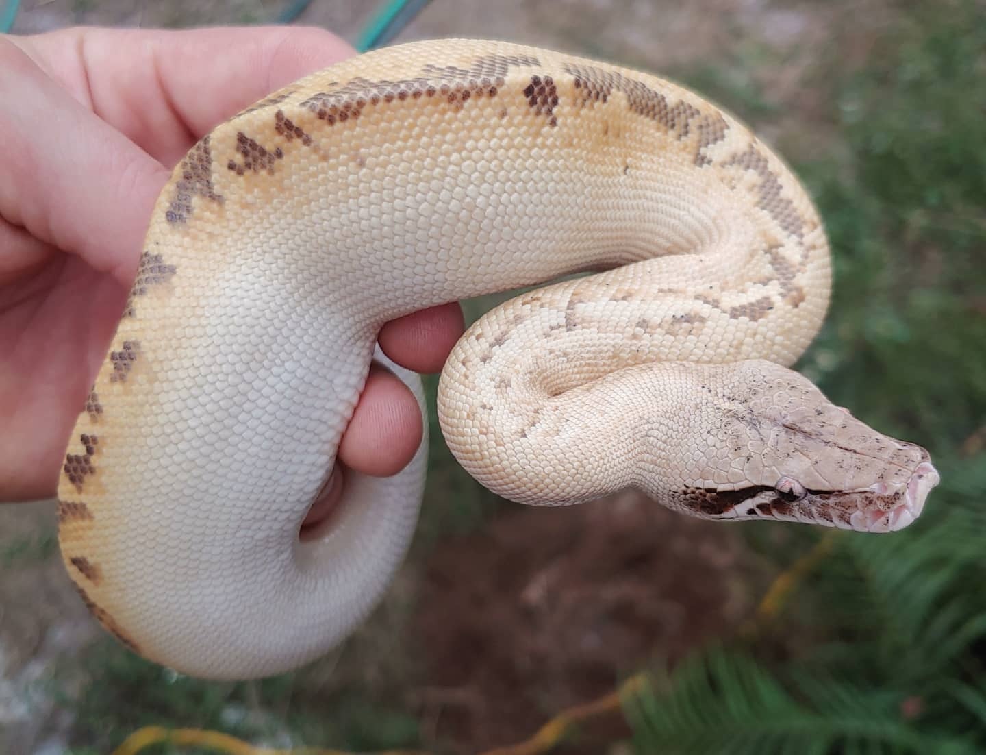 Ivory 100% Het T Neg Albino Blood Python by Olympian Exotics - MorphMarket