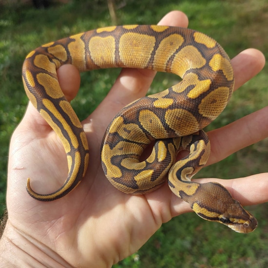 Enchi Orange Ghost Ball Python by Olympian Exotics