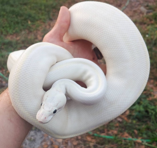Pastel Ivory Ball Python by Olympian Exotics