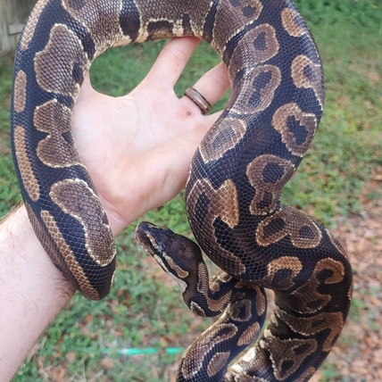 Pastel Mojave Black Pastel Ghi Spider Possible Acid Ball Python by Olympian Exotics - MorphMarket