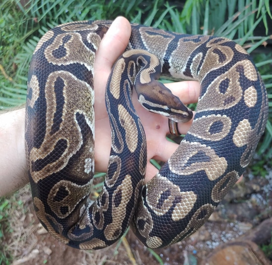 Normal Ball Python by Olympian Exotics