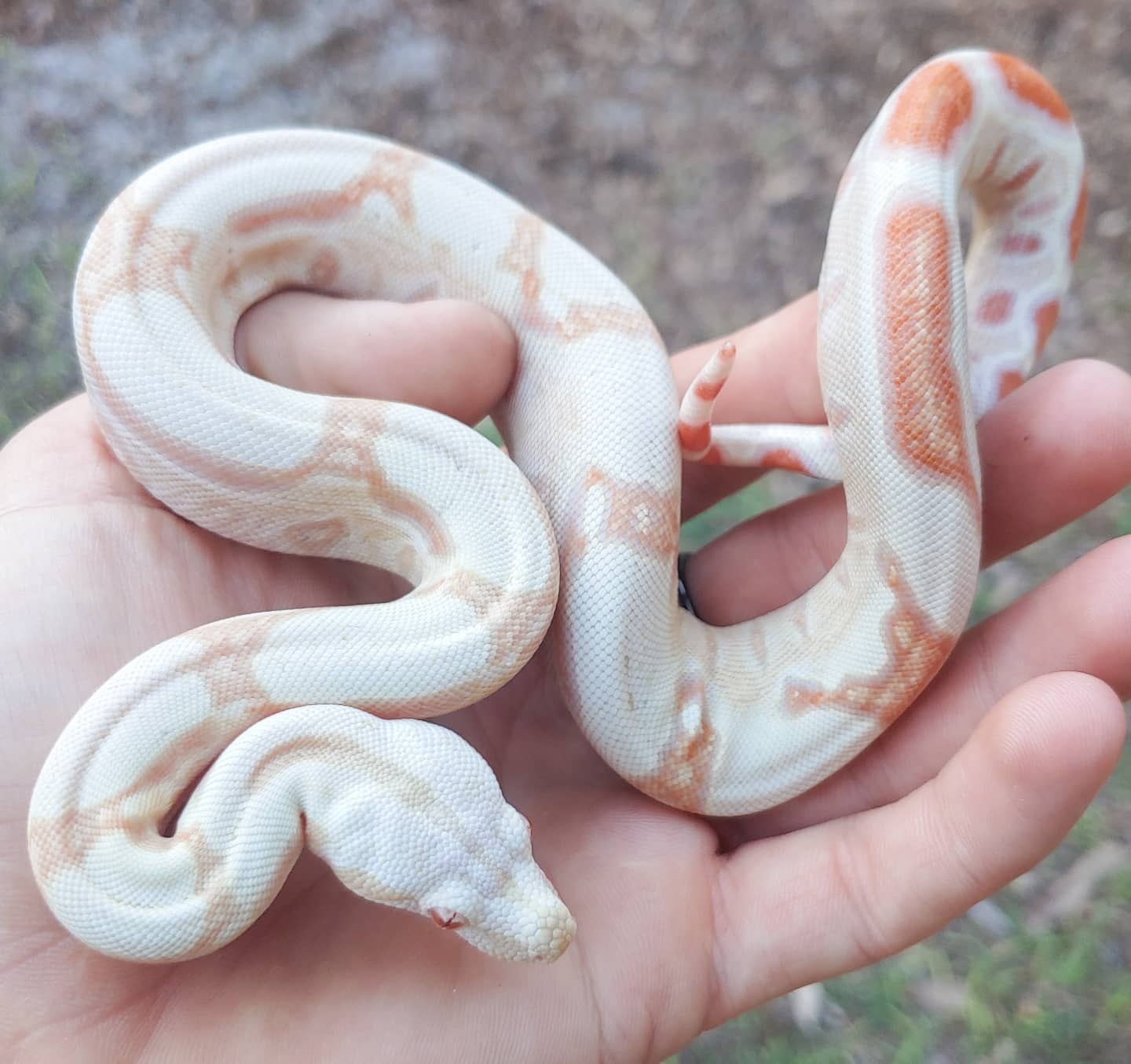 Kahl Albino Boa Constrictor by Olympian Exotics - MorphMarket