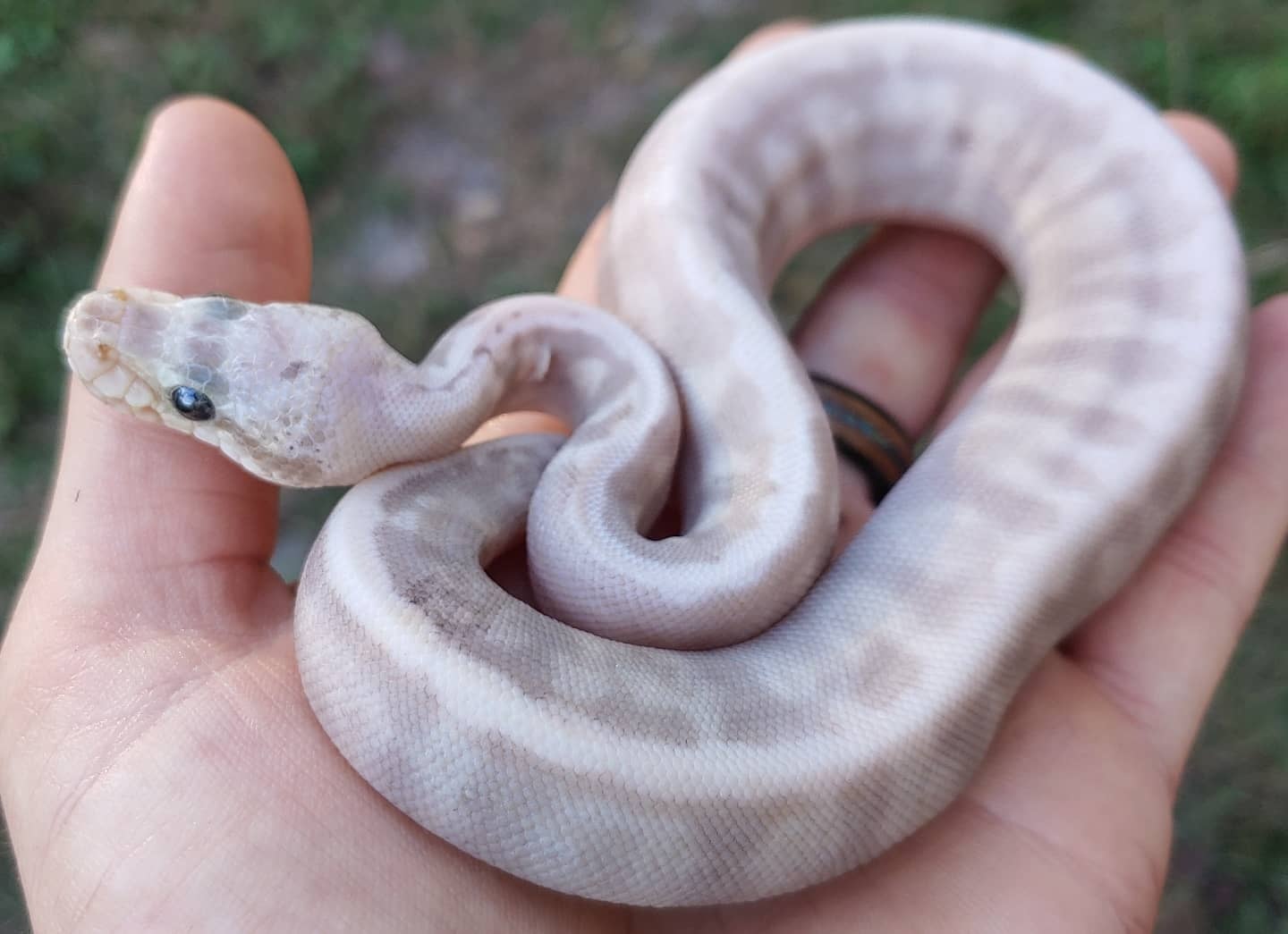 Pastel Mojave Black Pastel Ghi Spider Possible Acid Ball Python by Olympian Exotics - MorphMarket
