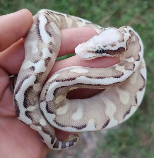 Pastel Spotnose GHI Mocha Ball Python by Olympian Exotics - MorphMarket