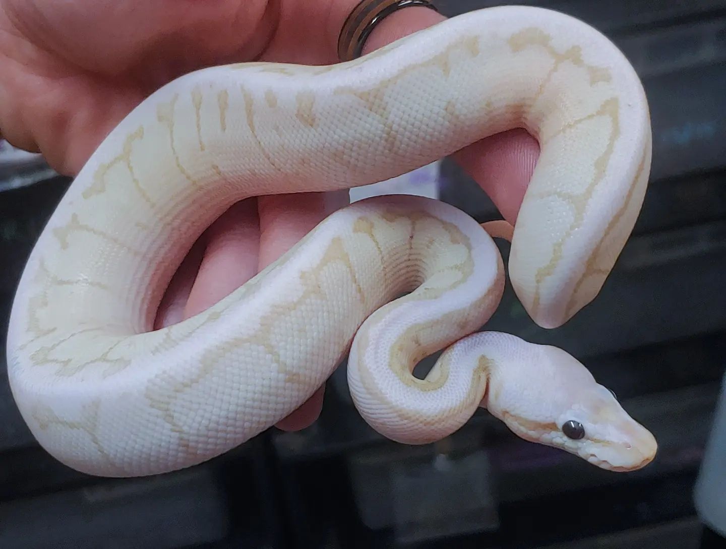 VPI Axanthic Pastel Enchi Banana Pinstripe Ball Python by Olympian ...