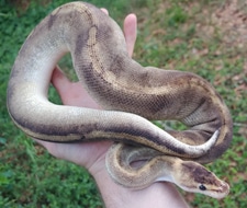 Champagne Ball Pythons for Sale - MorphMarket USA