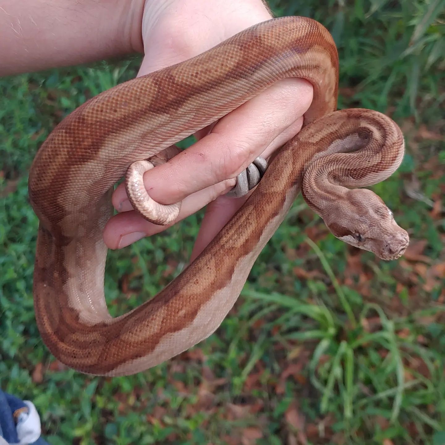 T+ Albino Motley Boa Constrictor by Olympian Exotics - MorphMarket