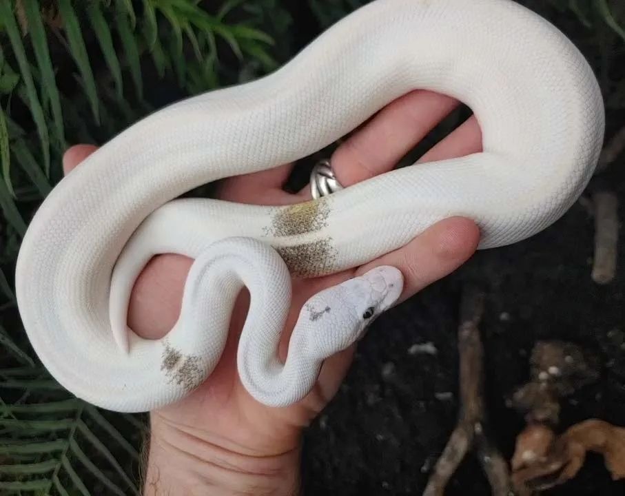 Paradox Lesser Mojave Ball Python by Olympian Exotics - MorphMarket