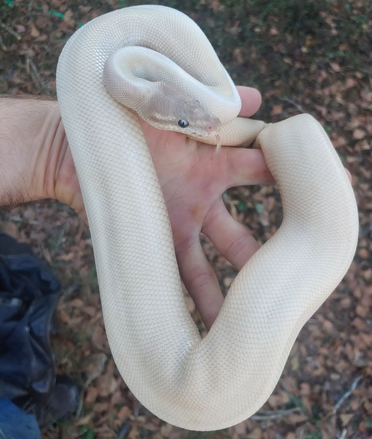 Super Mojave Ball Python by Olympian Exotics - MorphMarket
