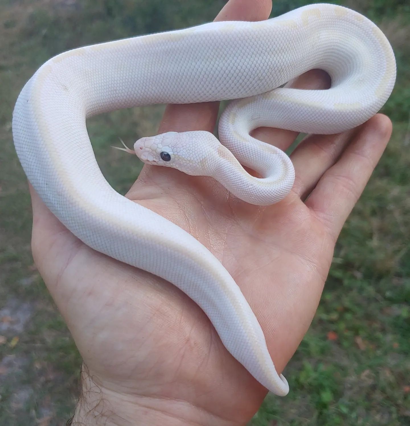 Lesser Mystic Possible Fire Yellowbelly Ball Python by Olympian Exotics - MorphMarket