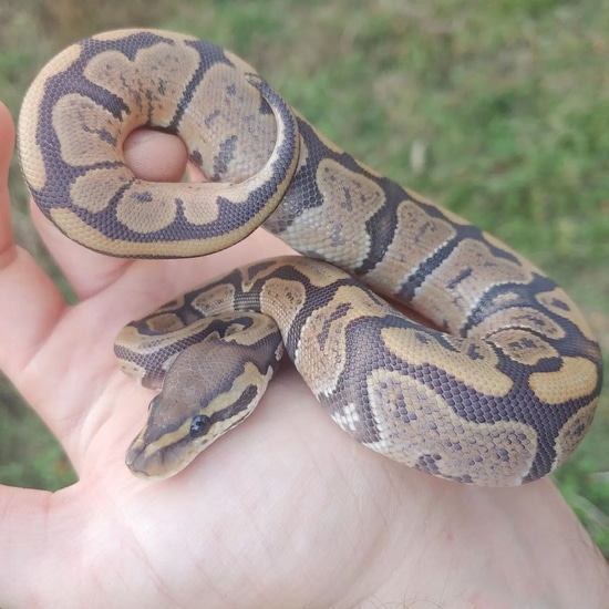 Orange Ghost Granite Ball Python by Olympian Exotics