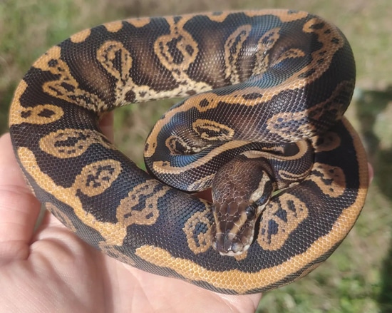 Acid Black Pastel Ball Python by Olympian Exotics