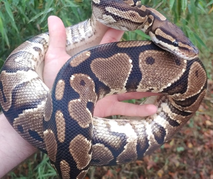Pastel Leopard Spotnose Clown Ball Python by Olympian Exotics - MorphMarket