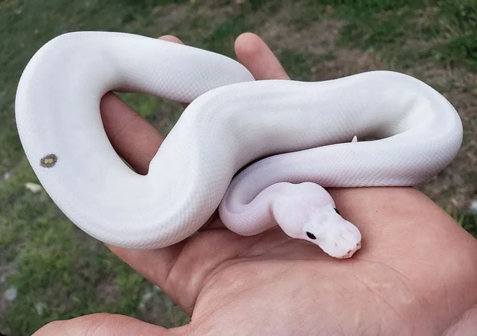 Lesser Pied 100% Het Albino Ball Python by Olympian Exotics - MorphMarket