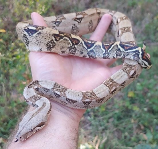 Columbian Boa Constrictor by Olympian Exotics - MorphMarket