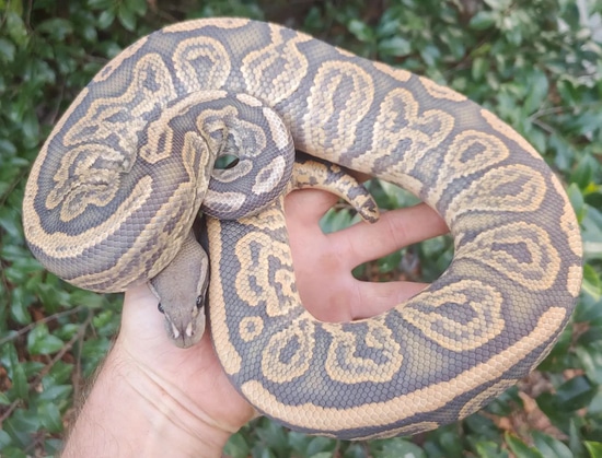 Black Pastel Orange Ghost Ball Python by Olympian Exotics