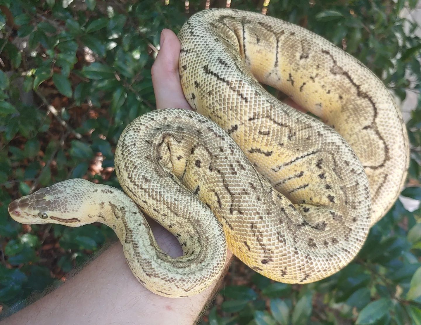 Pastel Fire Pinstripe Ball Python by Olympian Exotics - MorphMarket