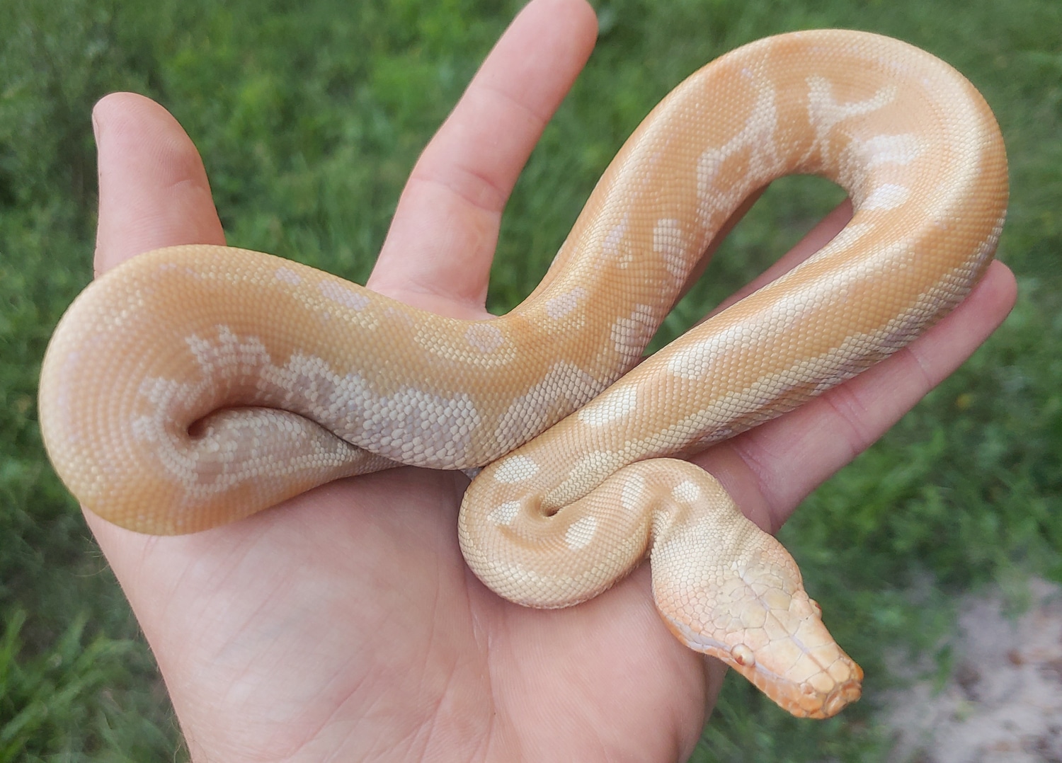 T Negative Albino Matrix Blood Python by Olympian Exotics - MorphMarket